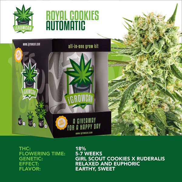 I-Growcan Royal Cookies Auto - House Of Smart