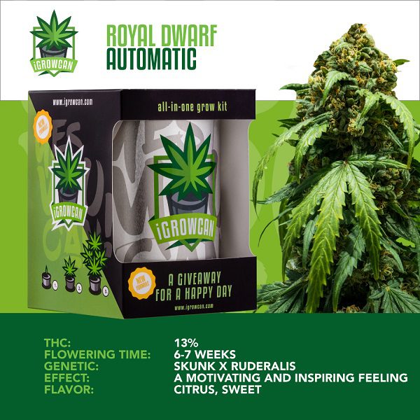 I-Growcan Royal Dwarf - House Of Smart