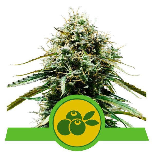 Haze Berry Automatic - RQS - House Of Smart