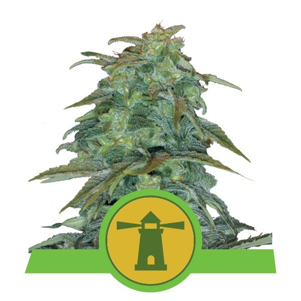 Royal Haze Automatic - RQS - House Of Smart